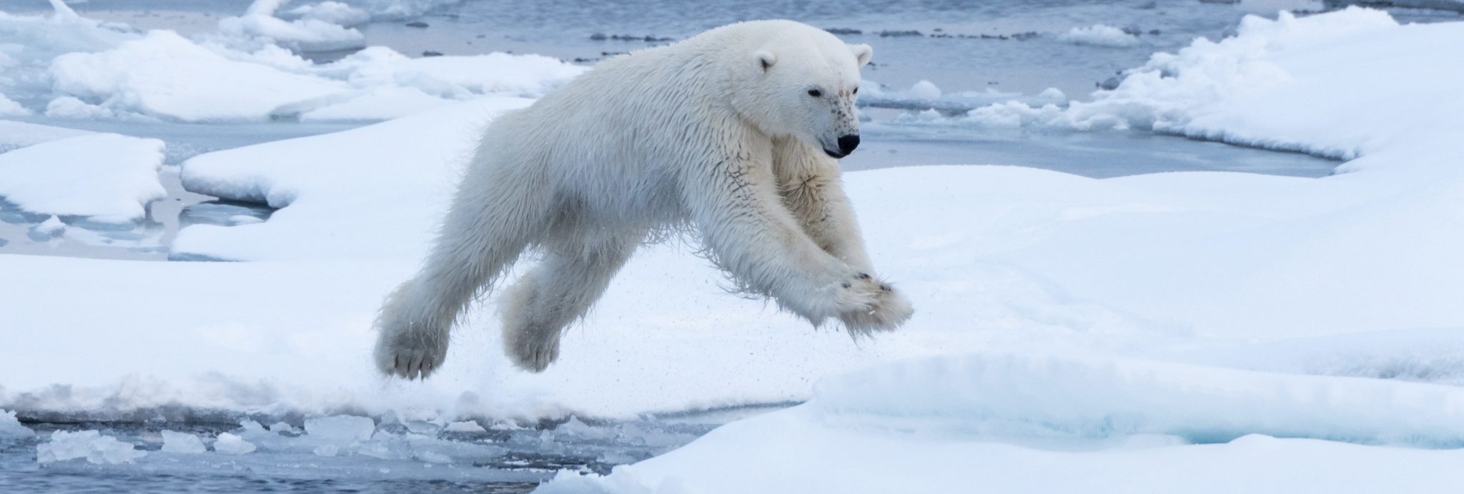 More accurate Arctic sea-ice predictions with satellite data